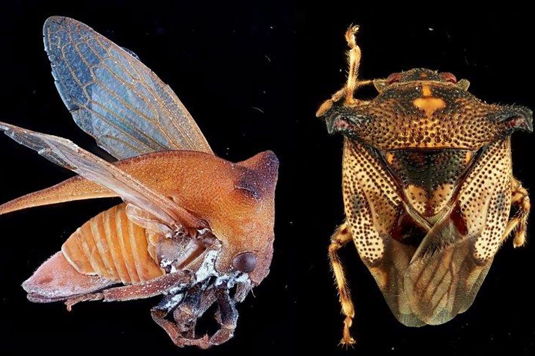 From fauna to flora: engaging students in species identification - TECHE